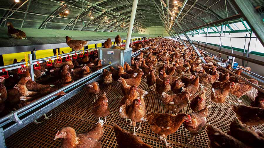 Using data management and automation for poultry success | Growing Country