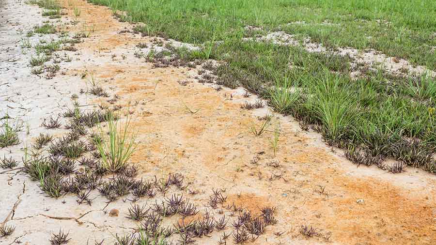 Tackling Soil Salinity in Agriculture | Growing Country Tackling Soil Salinity in Agriculture | Growing Country